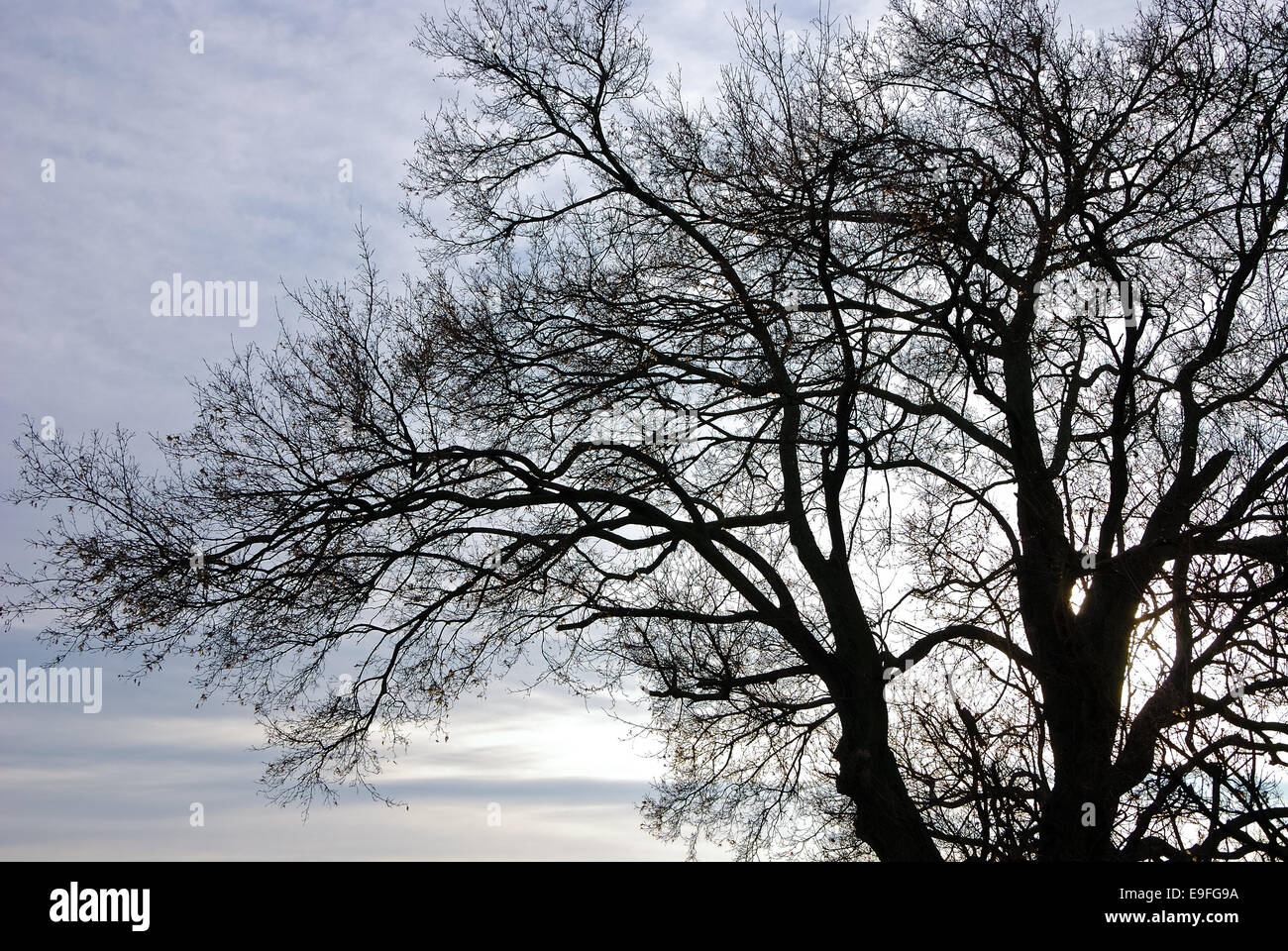 Silhouette of a tree in evening Stock Photo - Alamy