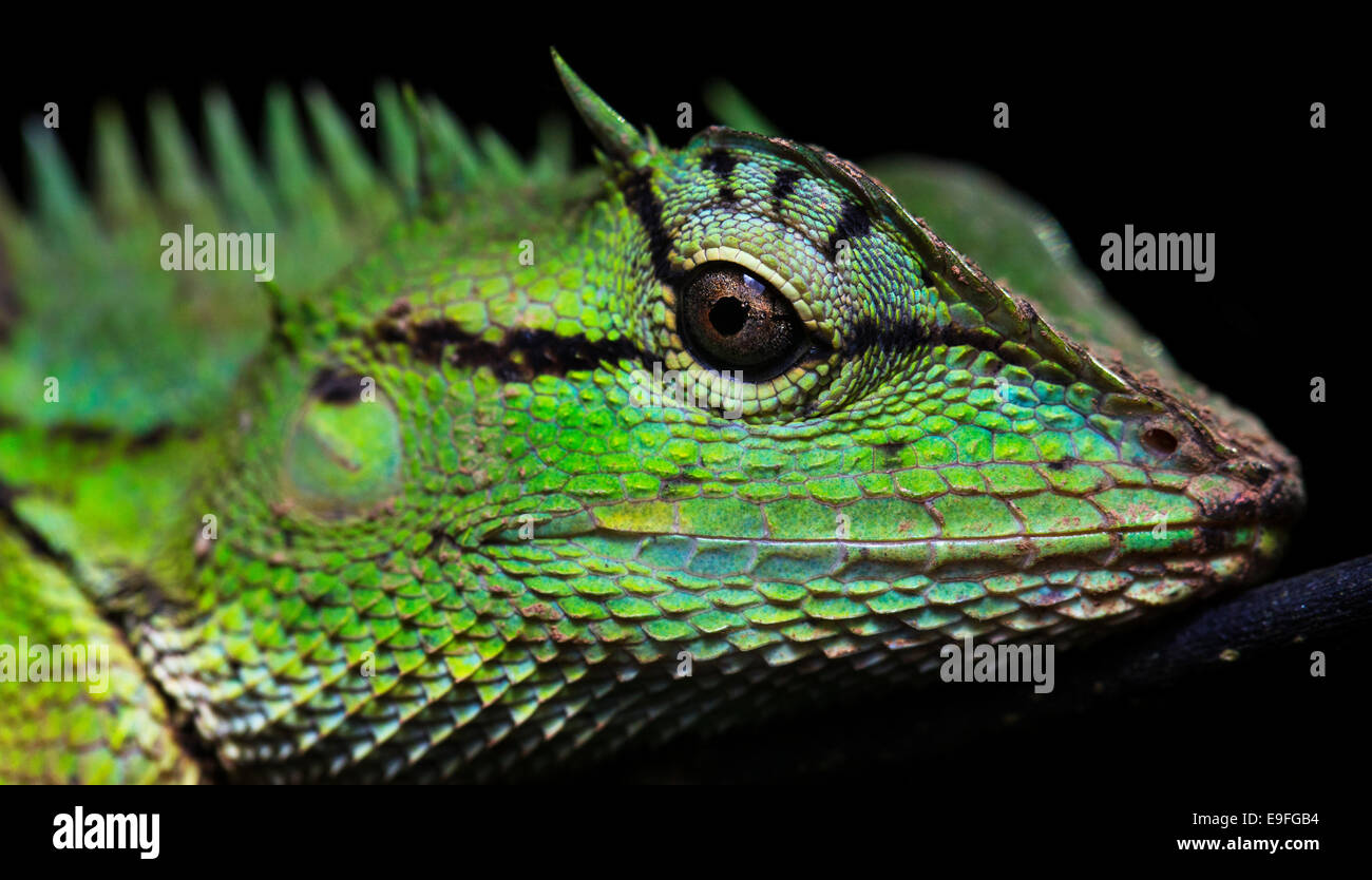Emma Gray's Forest Lizard (Calotes emma), also called Forest crested ...