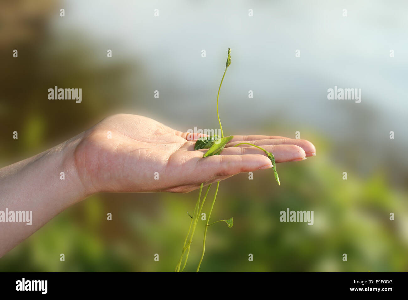 Hand and green plant Stock Photo - Alamy