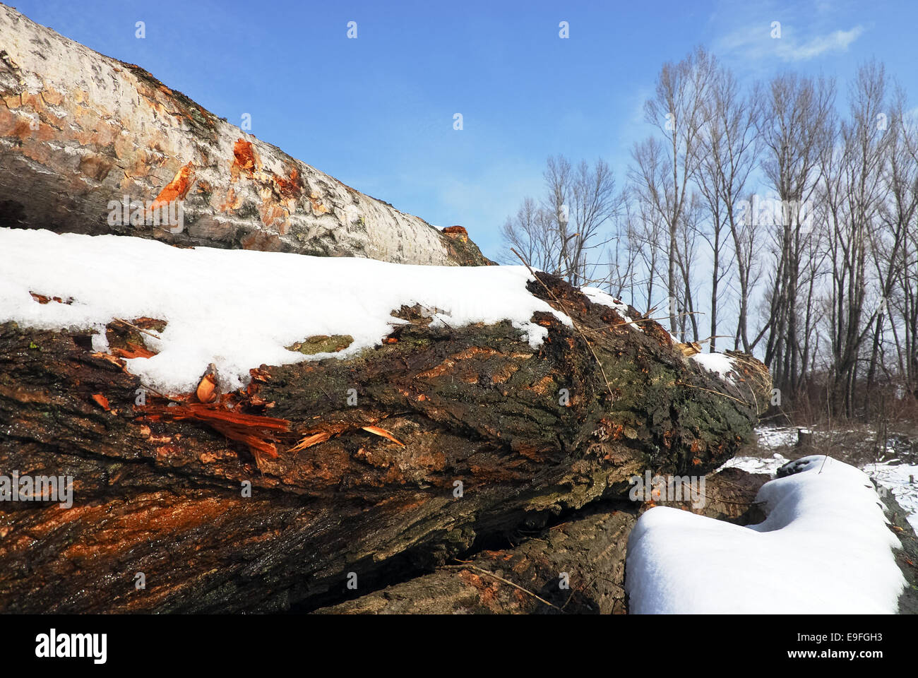 Felled tree trunks in winter Stock Photo - Alamy