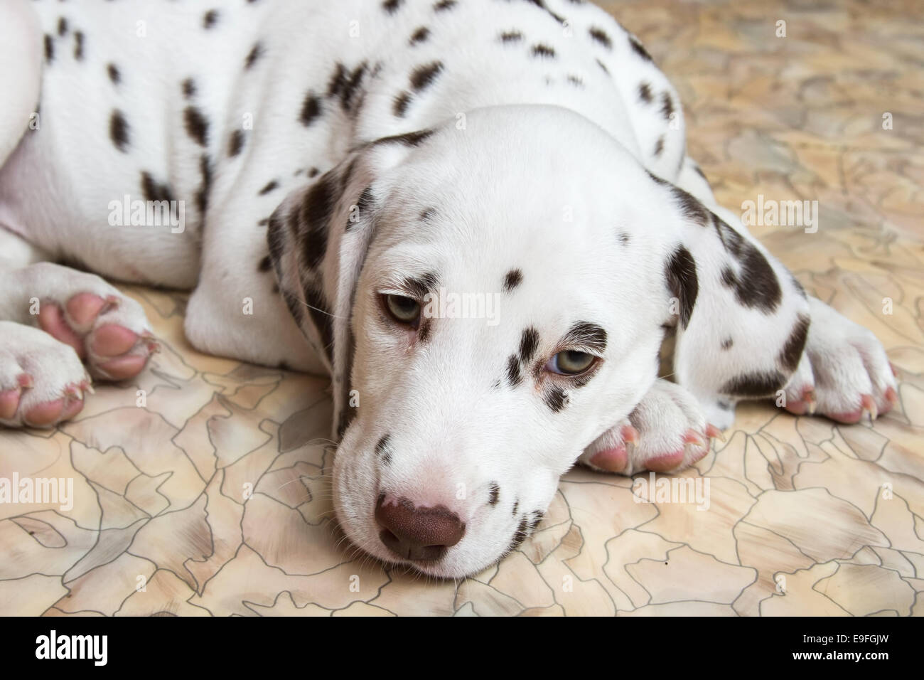 Puppy spotted dogs Stock Photo - Alamy