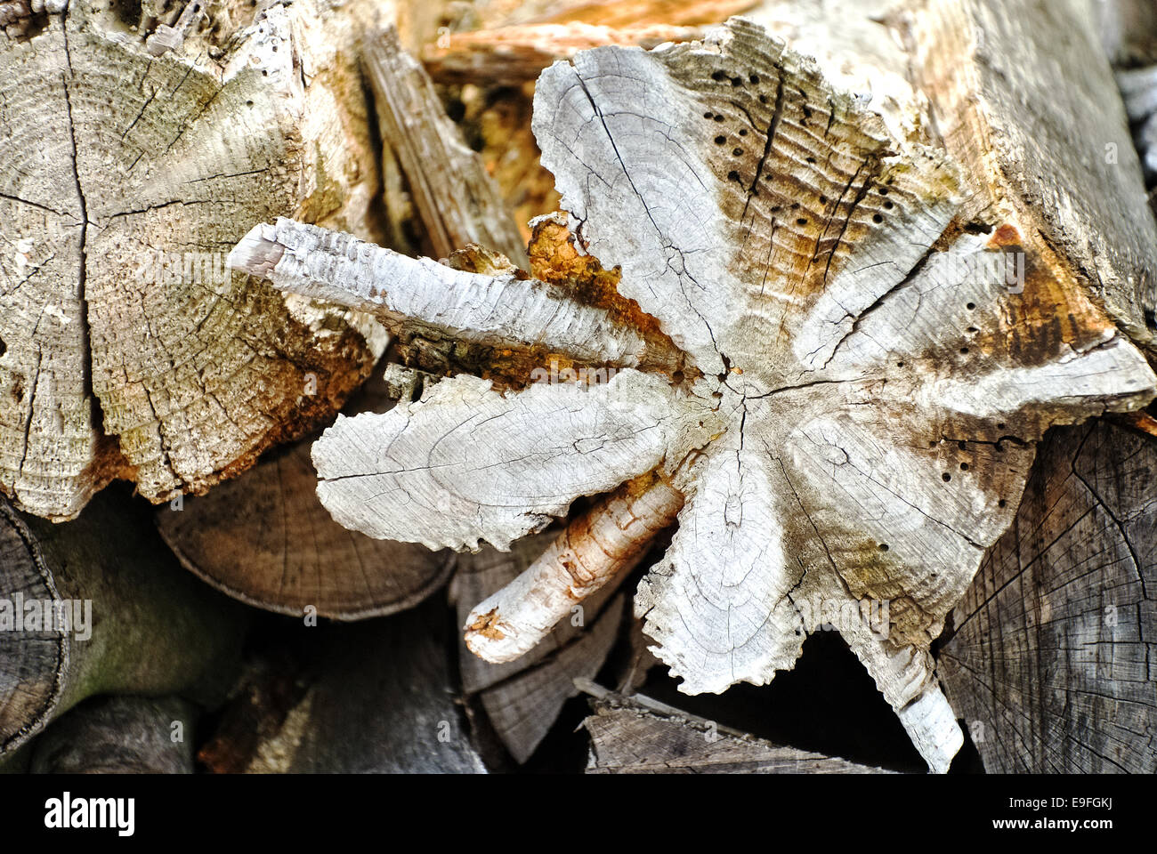 Structure of firewood Stock Photo - Alamy