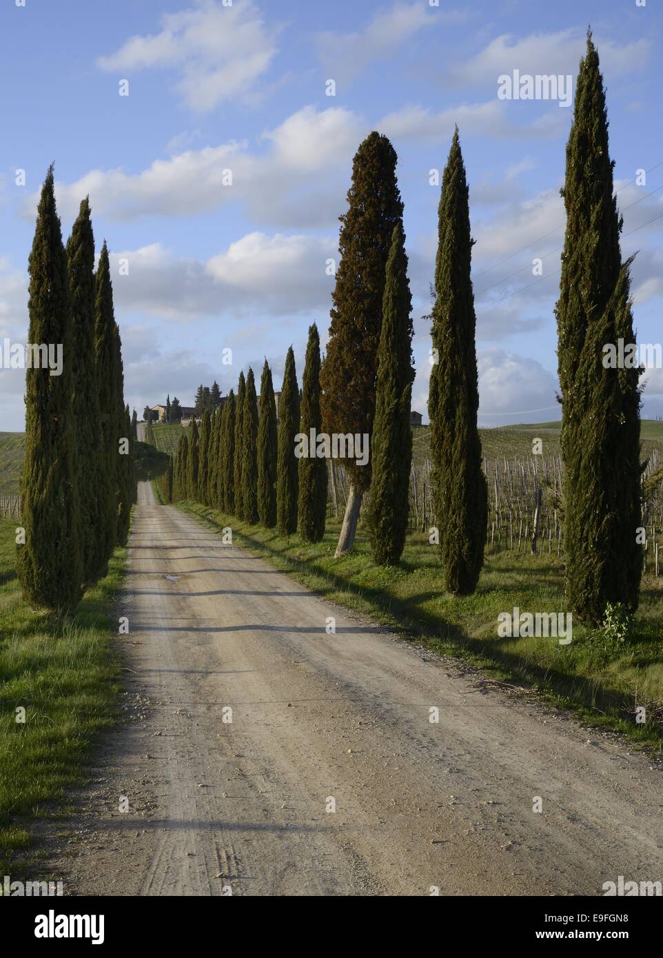 Picturesque cypresses hi-res stock photography and images - Alamy