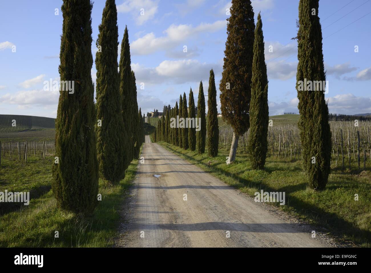 Picturesque cypresses hi-res stock photography and images - Alamy