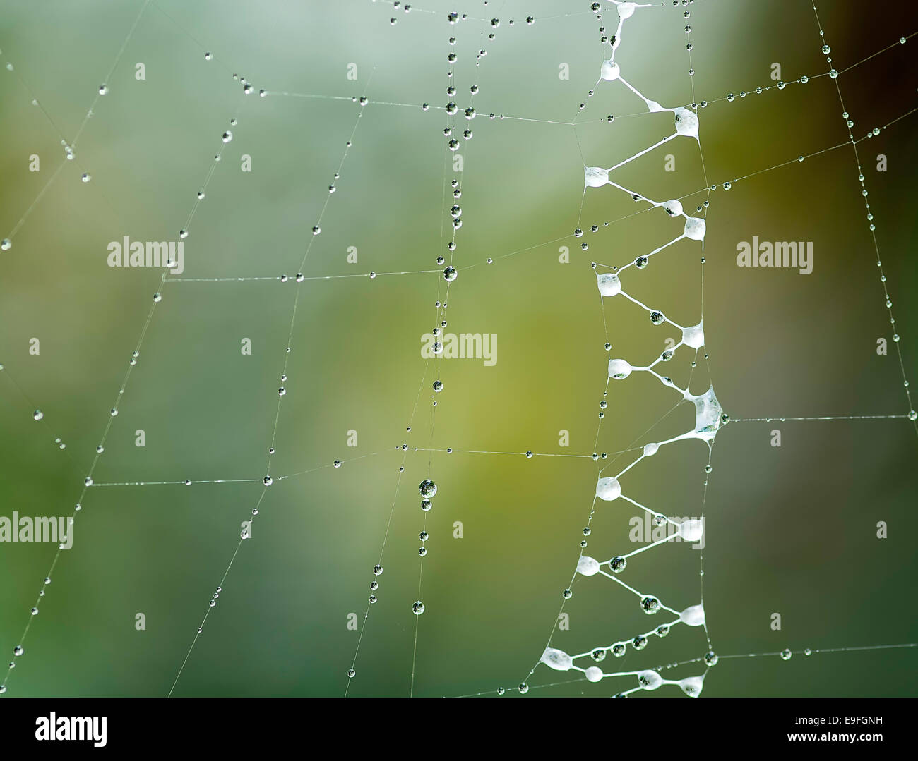 Wet spider web with a ladder pattern Stock Photo - Alamy