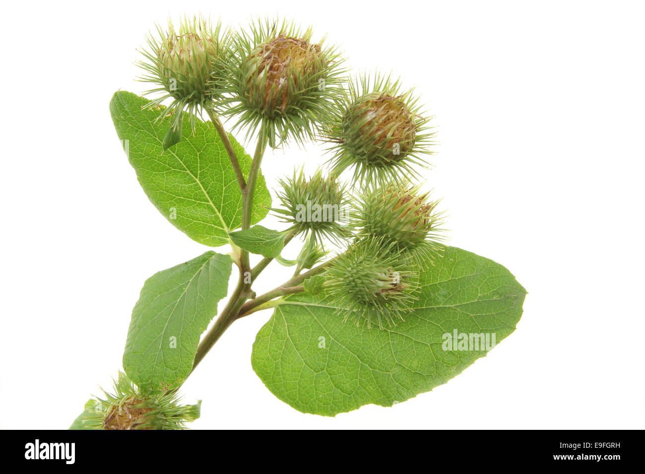 Daisy flowering Cut Out Stock Images & Pictures - Alamy