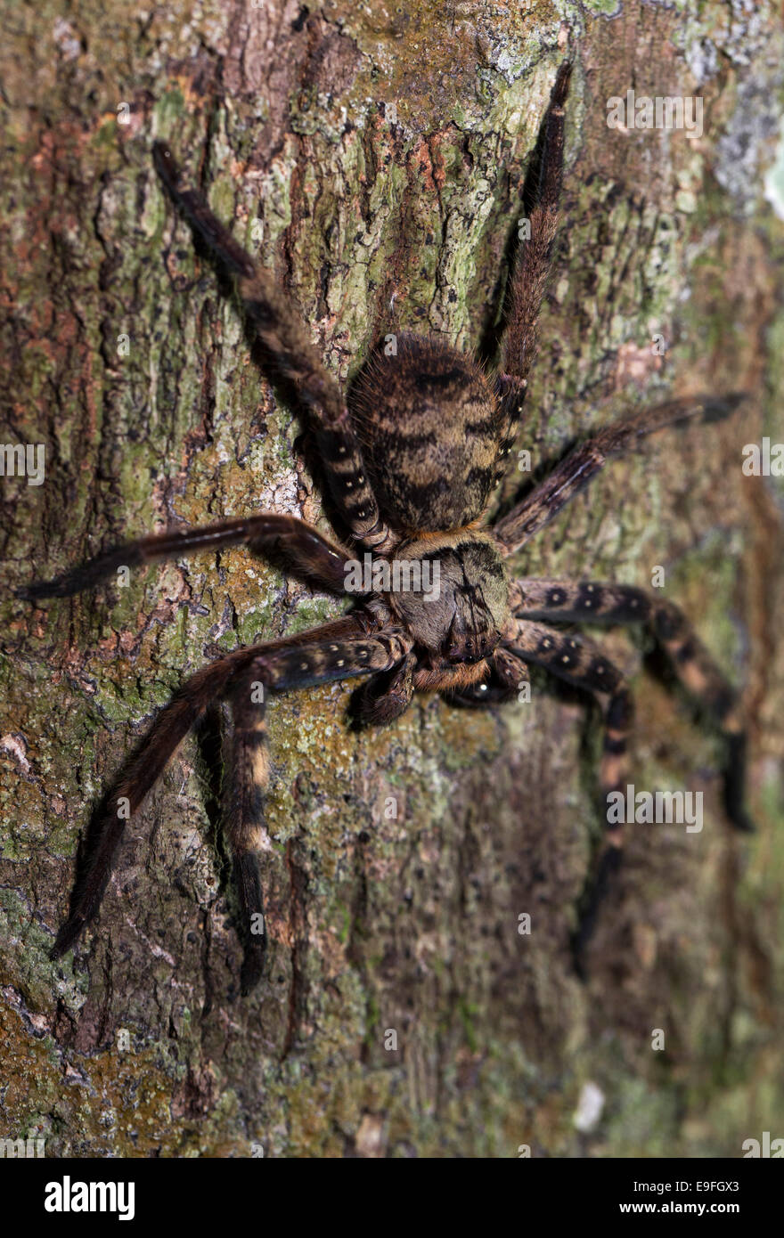 Huntsman spider sparassidae sp hi-res stock photography and images - Alamy