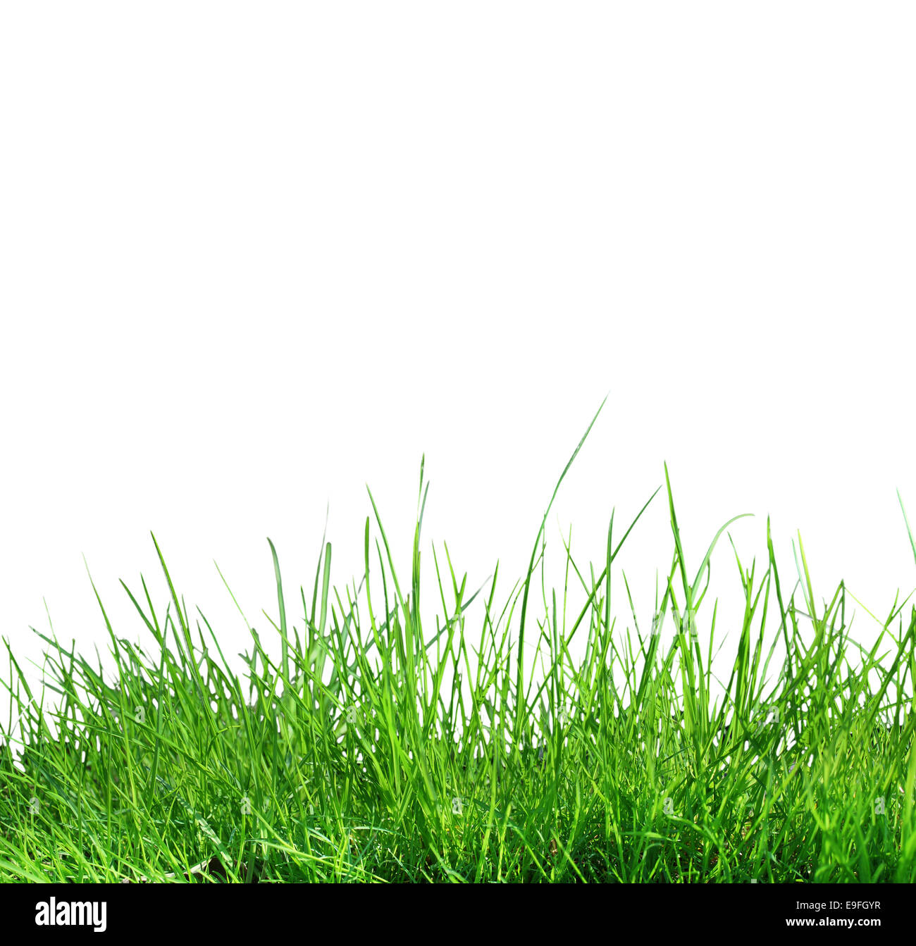 grass background Stock Photo - Alamy