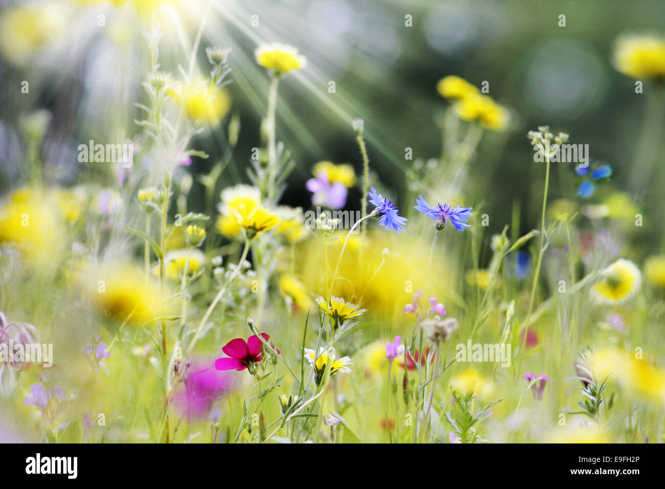 sunny summer meadow Stock Photo - Alamy