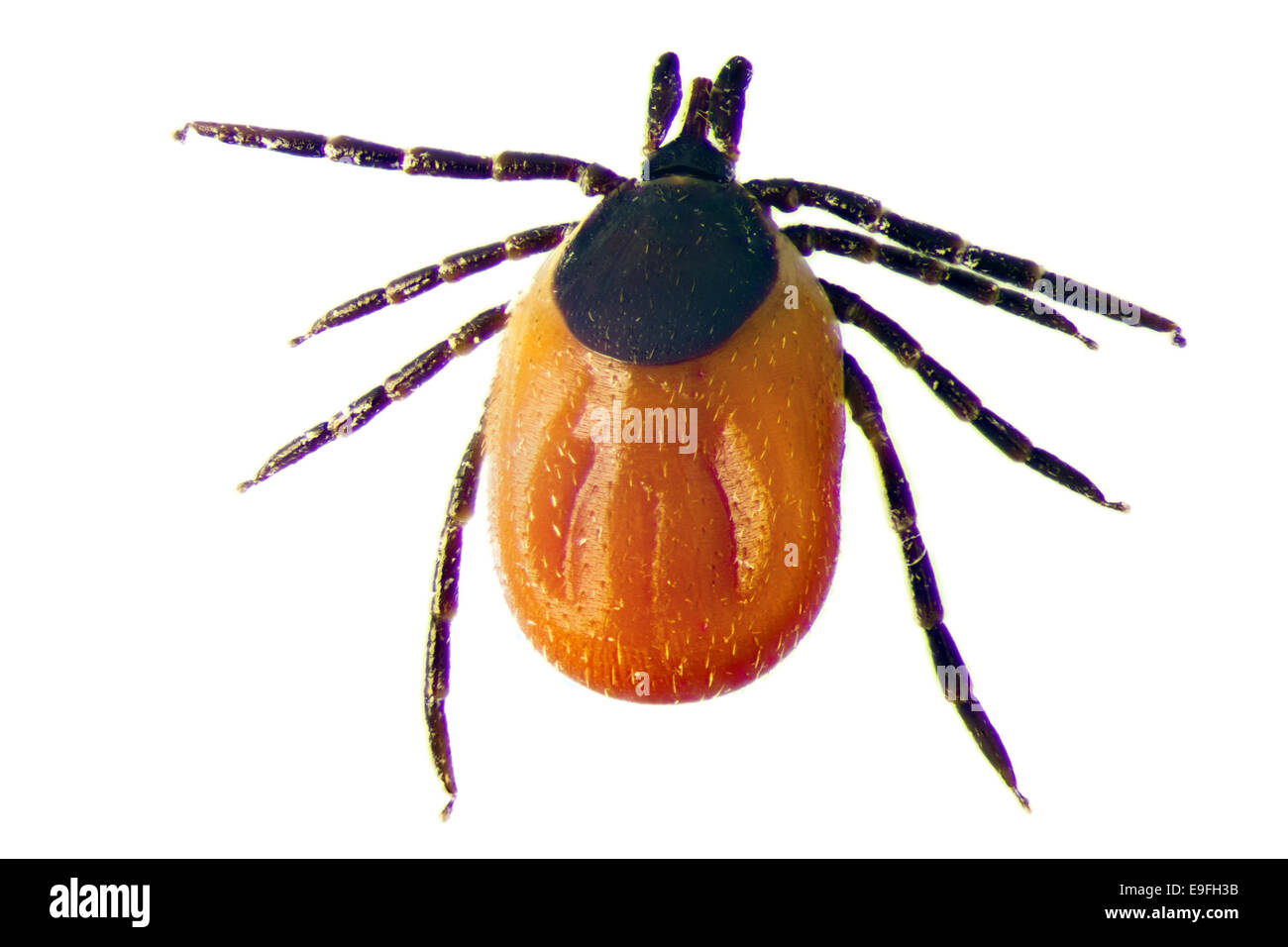 Micro Photo of a Tick Stock Photo - Alamy