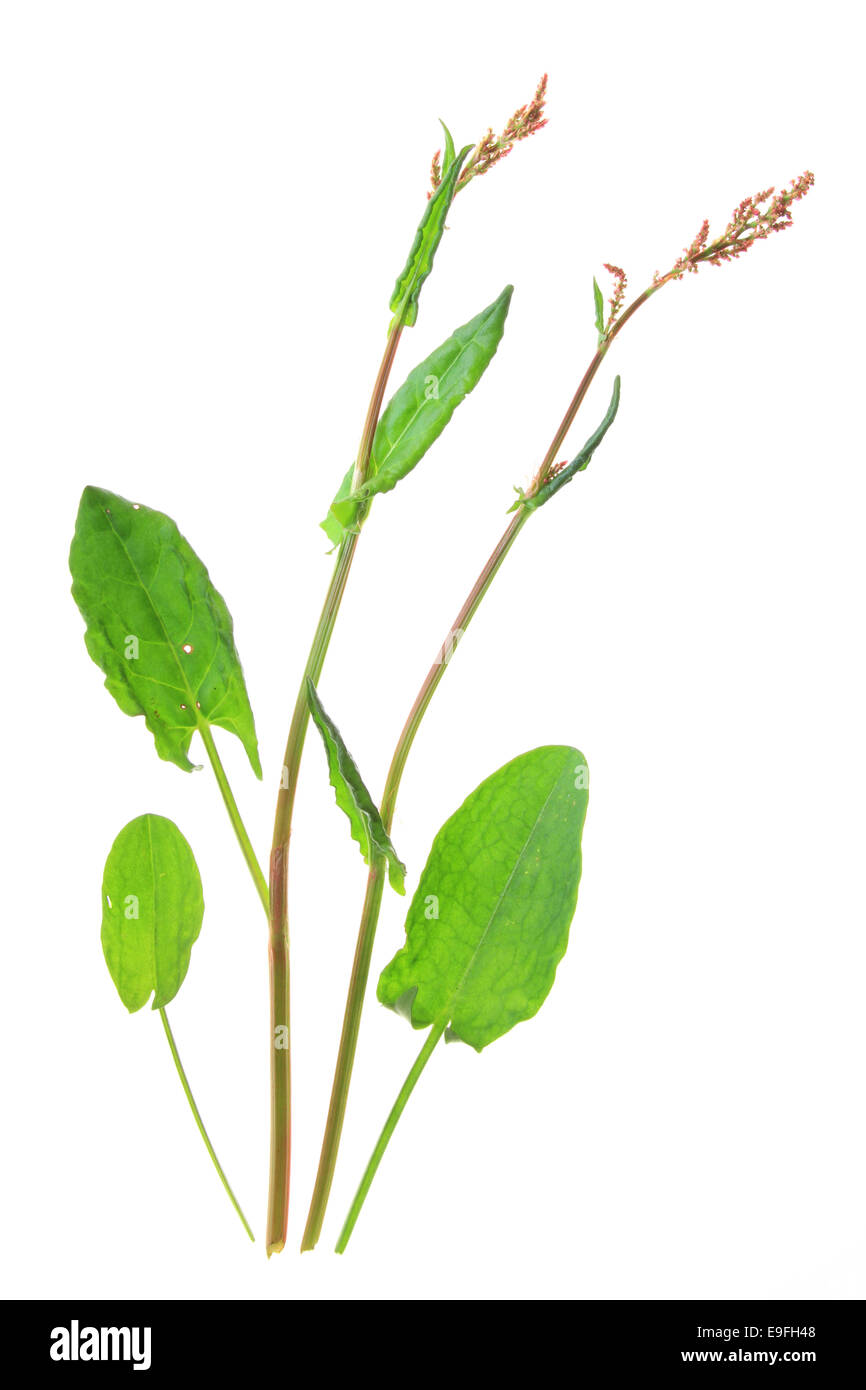 Garden sorrel (Rumex acetosa Stock Photo - Alamy