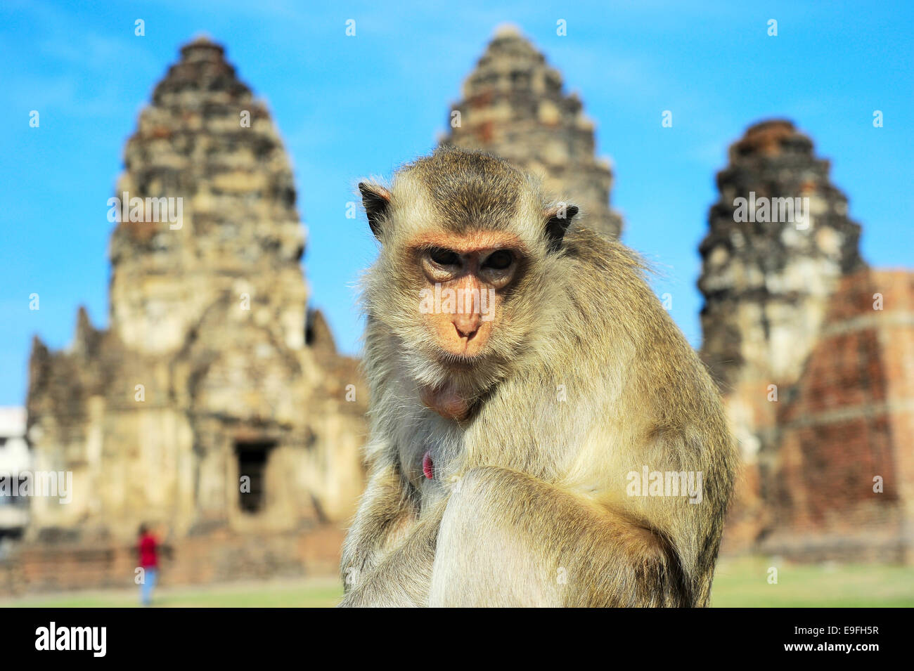 Portrait of a Monkey Stock Photo - Alamy