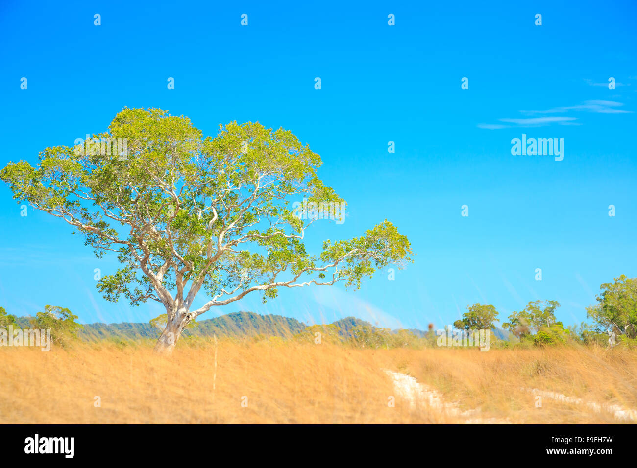 Grass savannah vegetation beautiful hi-res stock photography and images ...