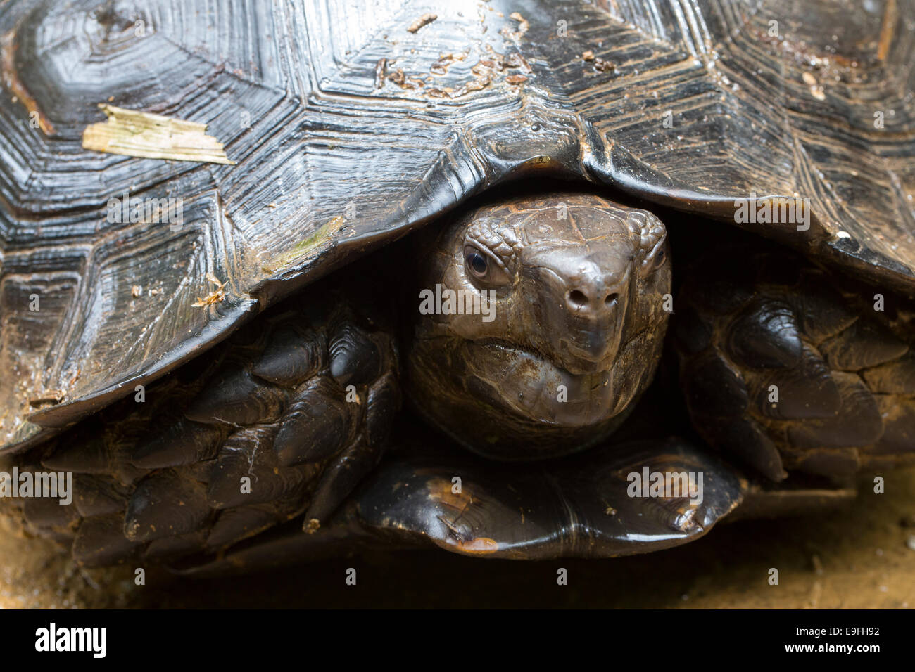 Asian forest tortoise hi-res stock photography and images - Alamy