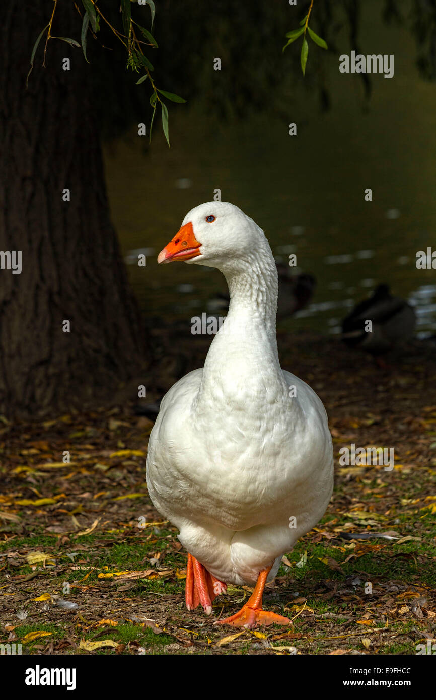 Goose portrait white goose portrait hi-res stock photography and images ...