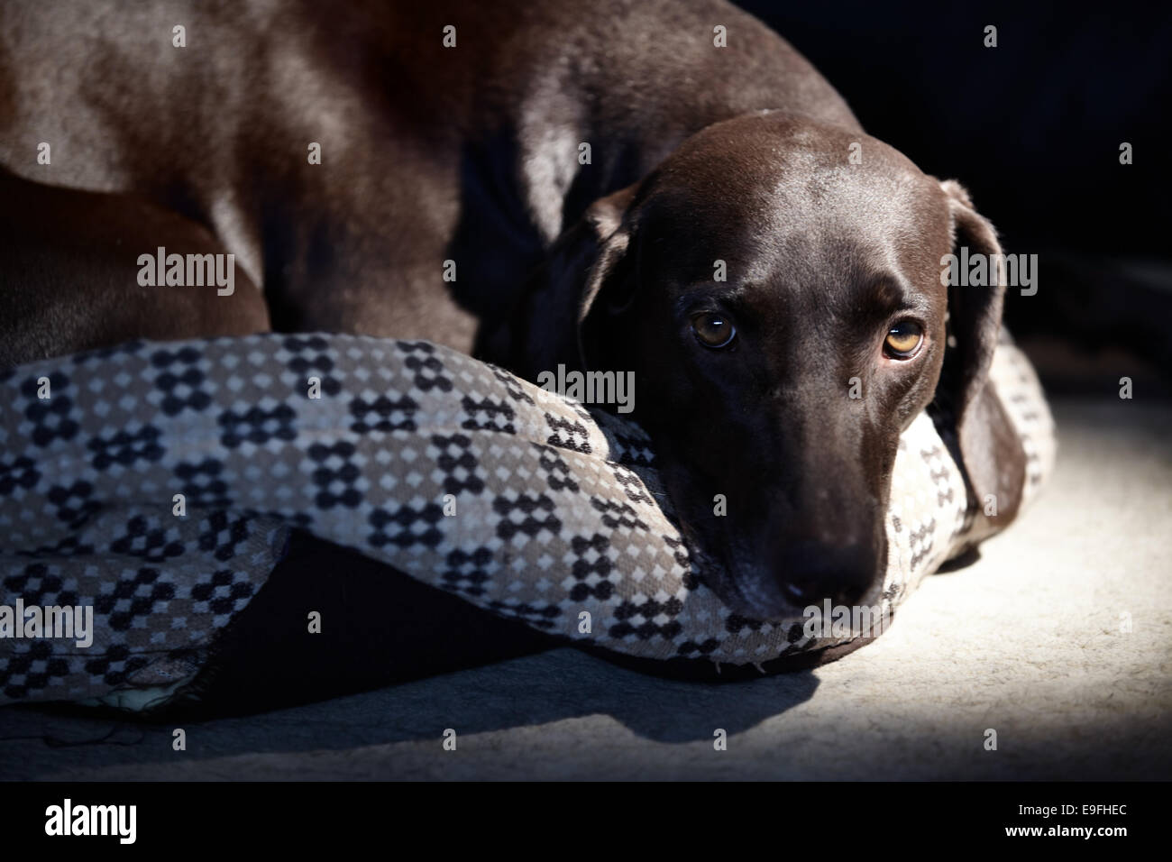 Single dog hi-res stock photography and images - Alamy