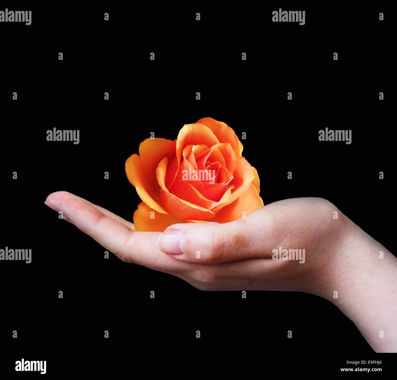 Hand holding a rose Stock Photo - Alamy