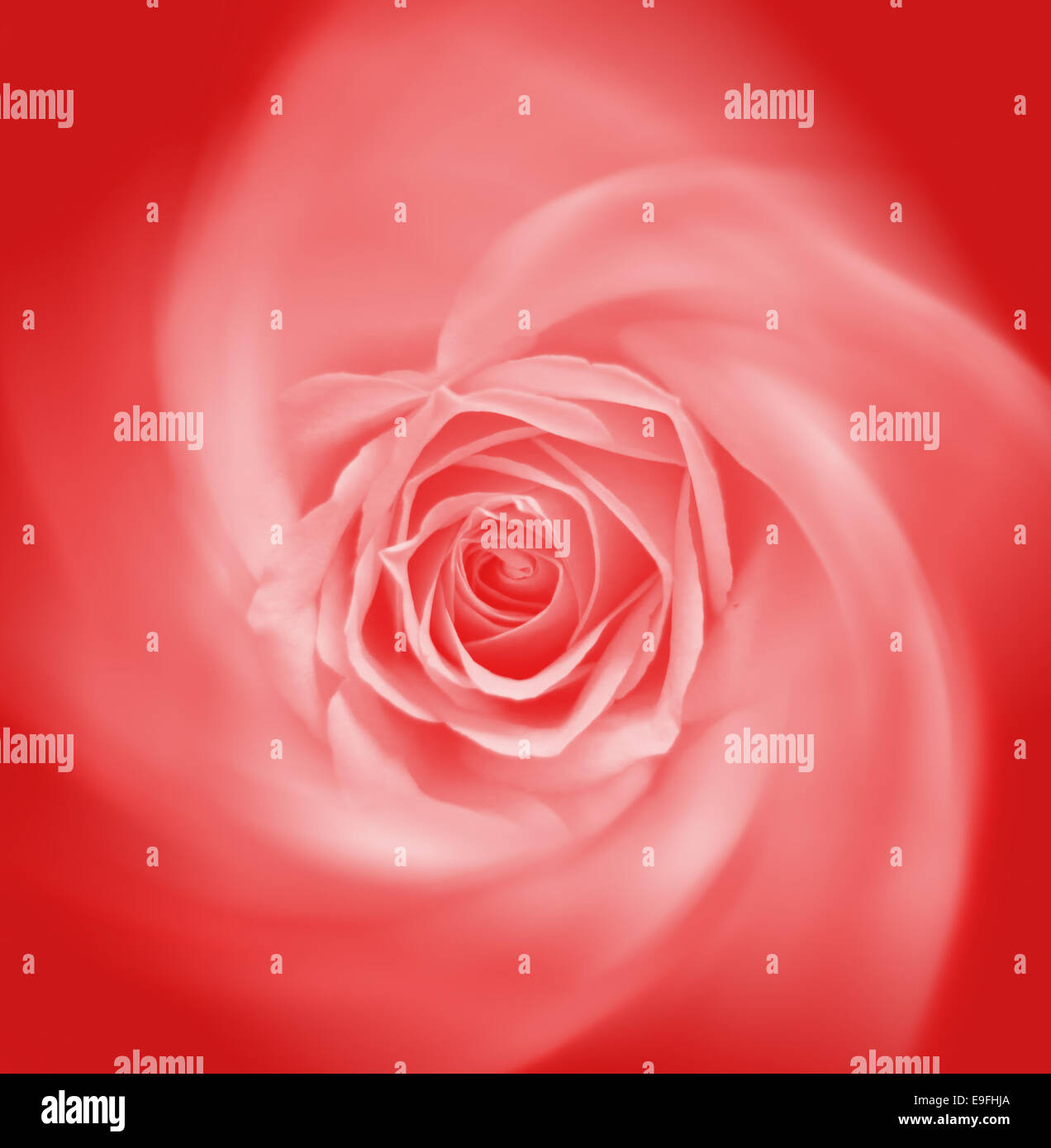 Red-rose abstract background Stock Photo - Alamy