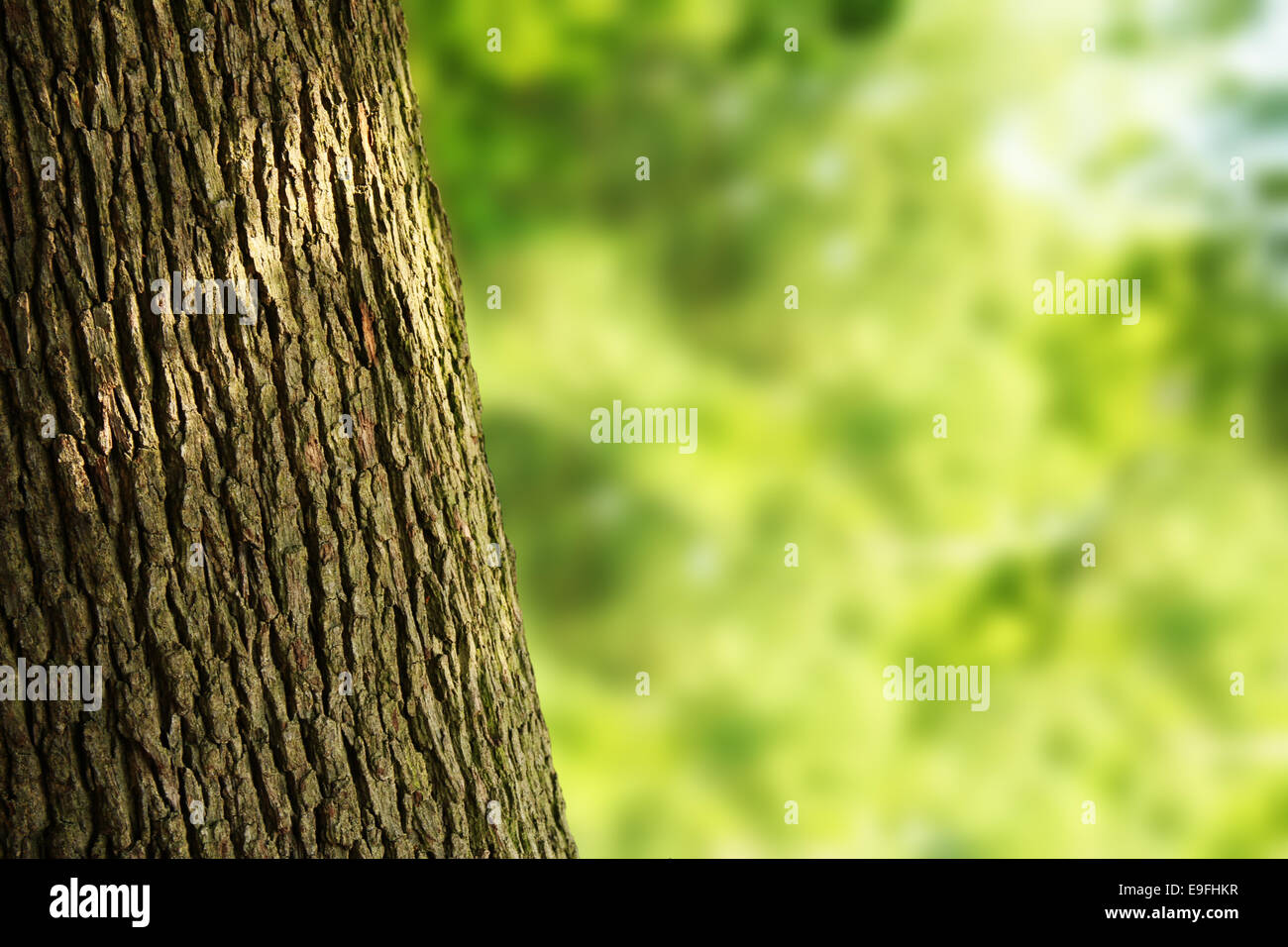 Trunk stem tree forest hi-res stock photography and images - Alamy