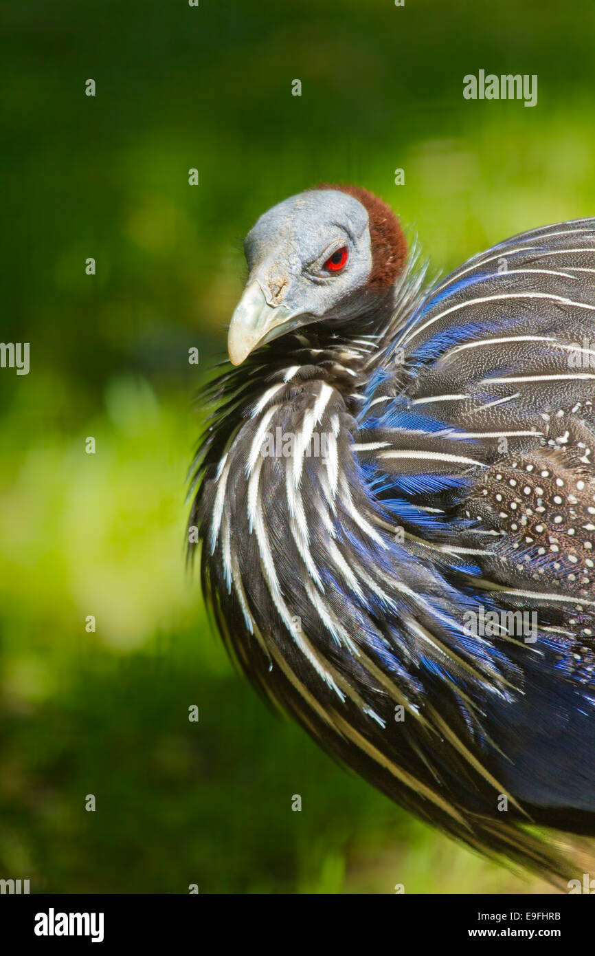 Vulturine Guineafowl (Acryllium vulturinum Stock Photo - Alamy