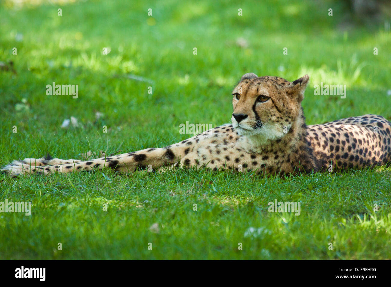 cheetah (Acinonyx jubatus Stock Photo - Alamy