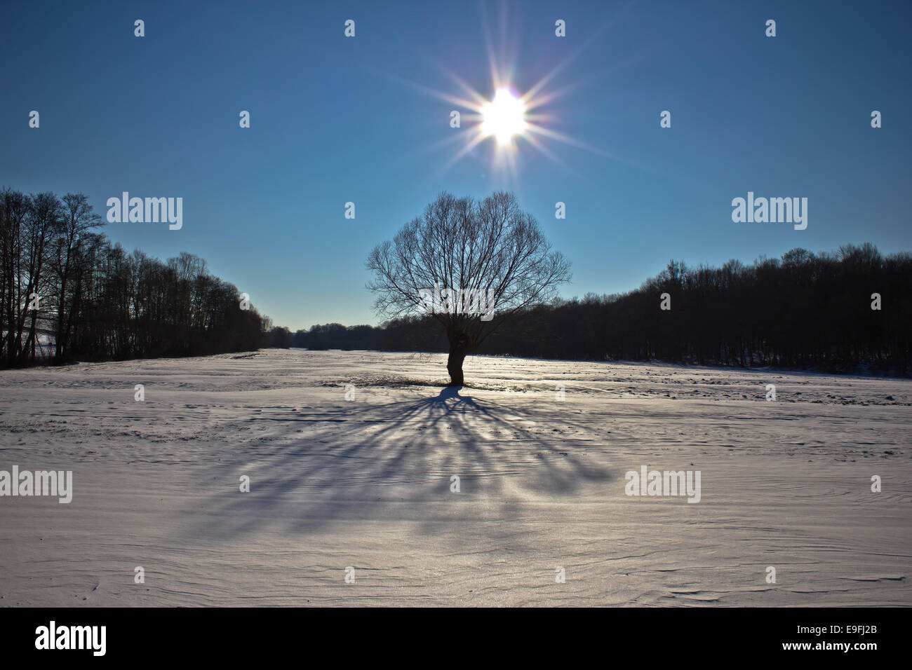 Plant under tree hi-res stock photography and images - Alamy