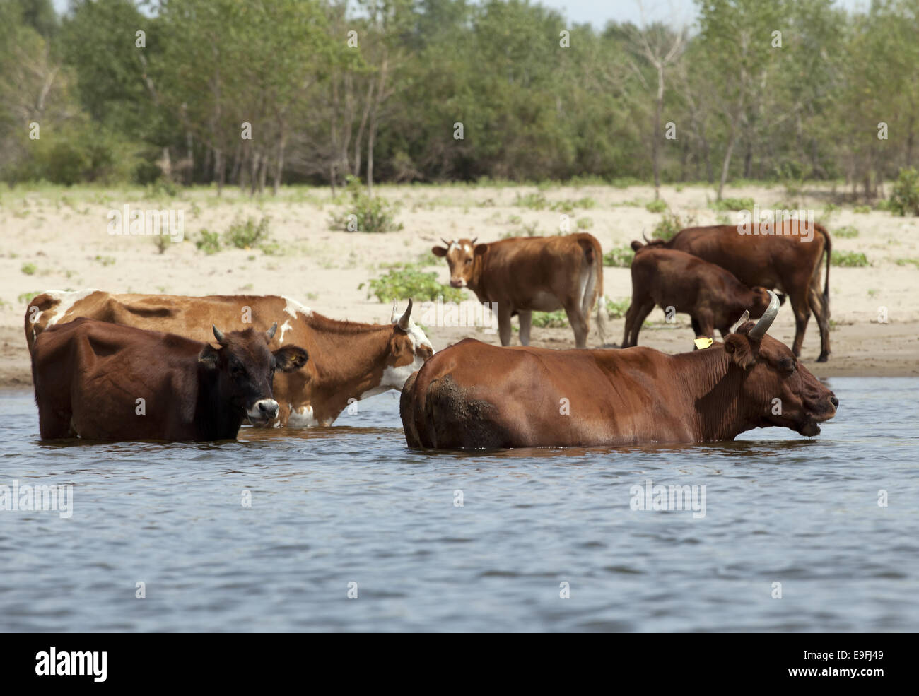 Cows drinking and swimming at a riverbank Stock Photo - Alamy