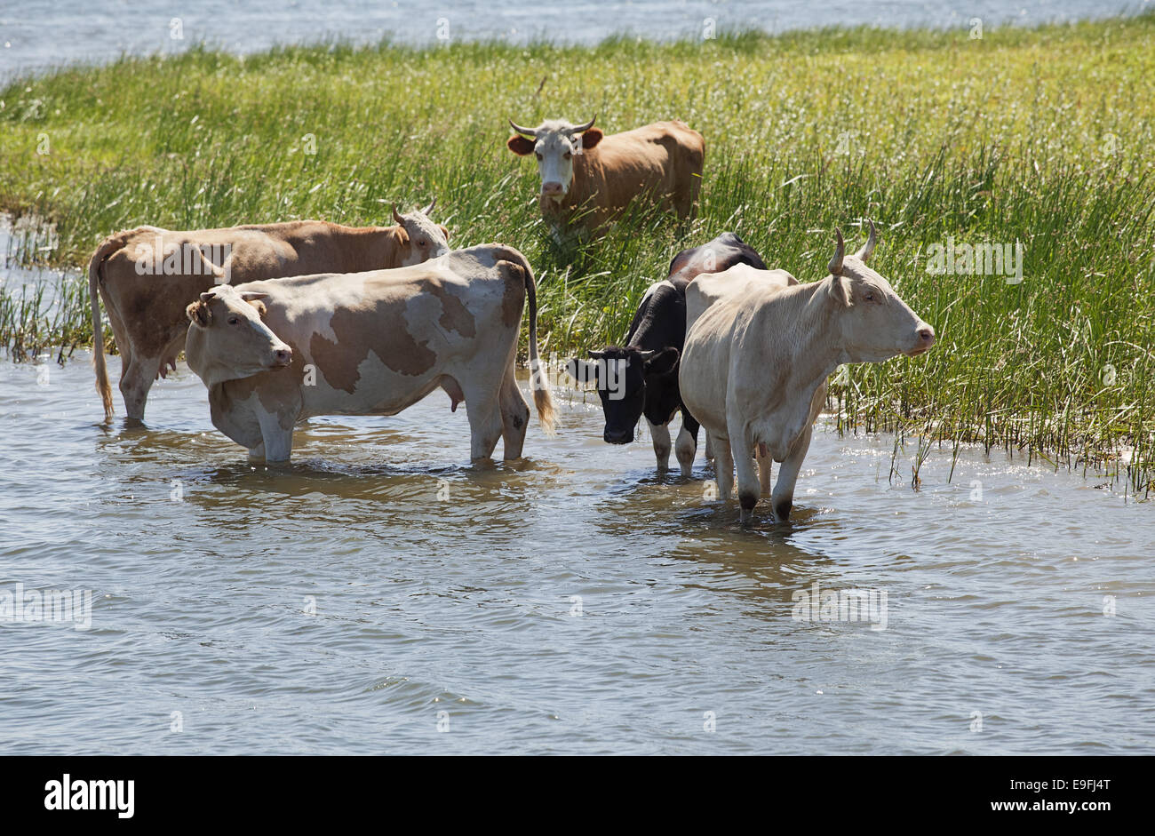 Cows swimming hi-res stock photography and images - Alamy
