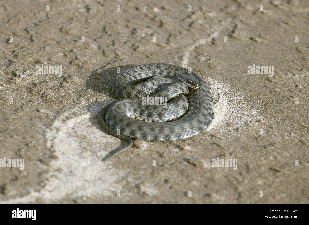 Coiled viper on wet river bank sand Stock Photo - Alamy