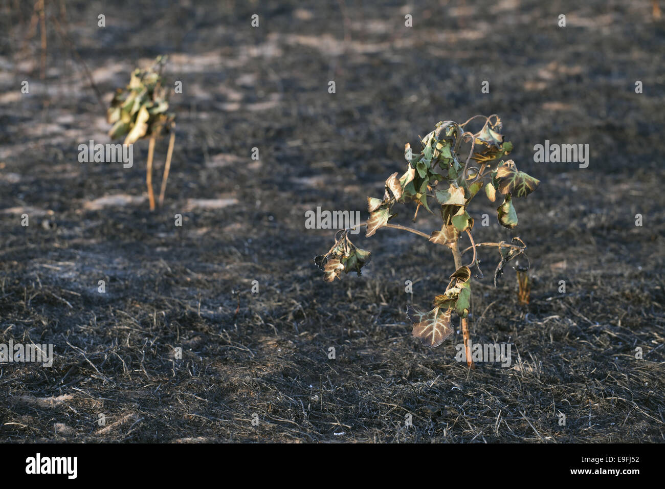 Dead plants with burnt ground in the back Stock Photo - Alamy