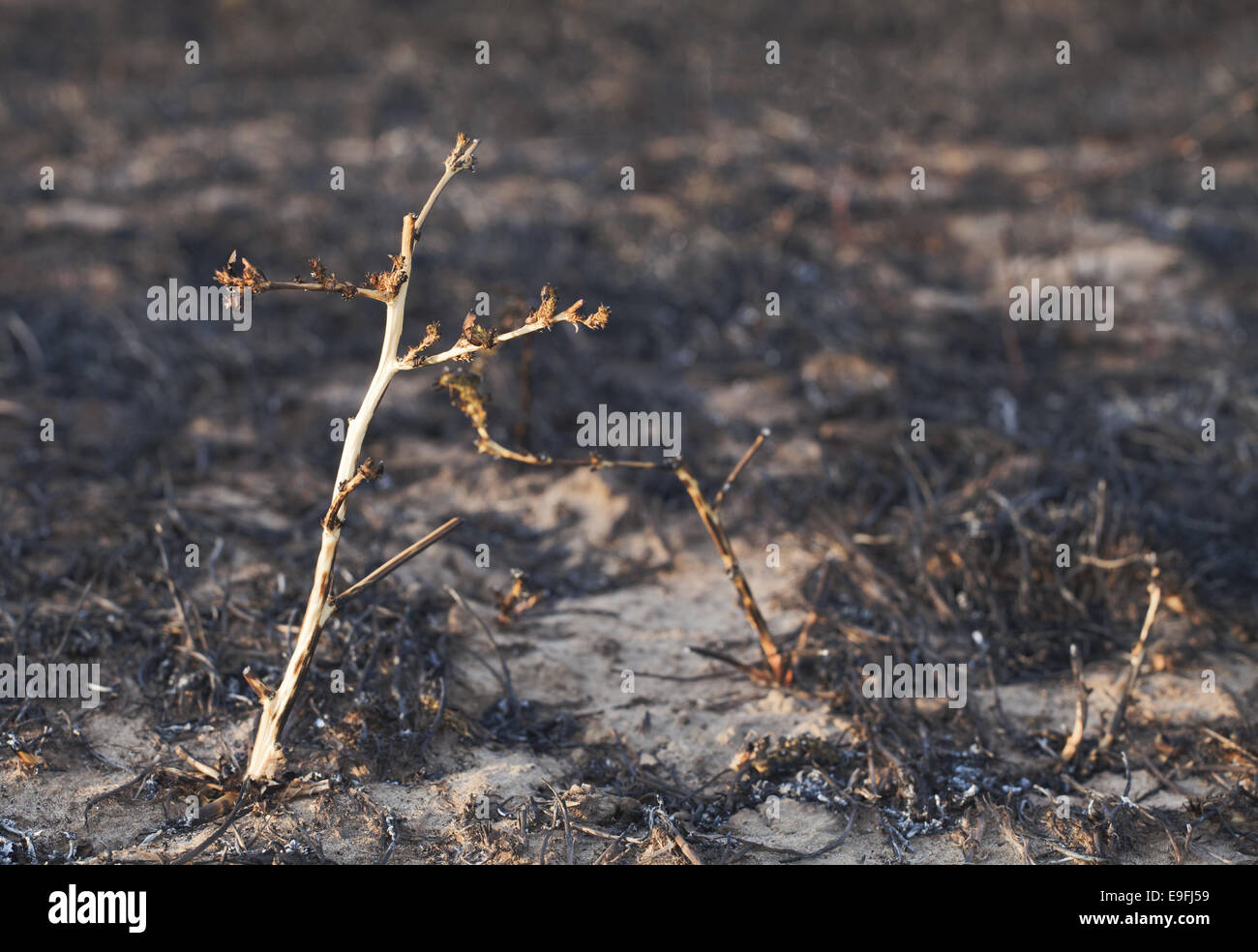 Dead plants with burnt ground in the back Stock Photo - Alamy