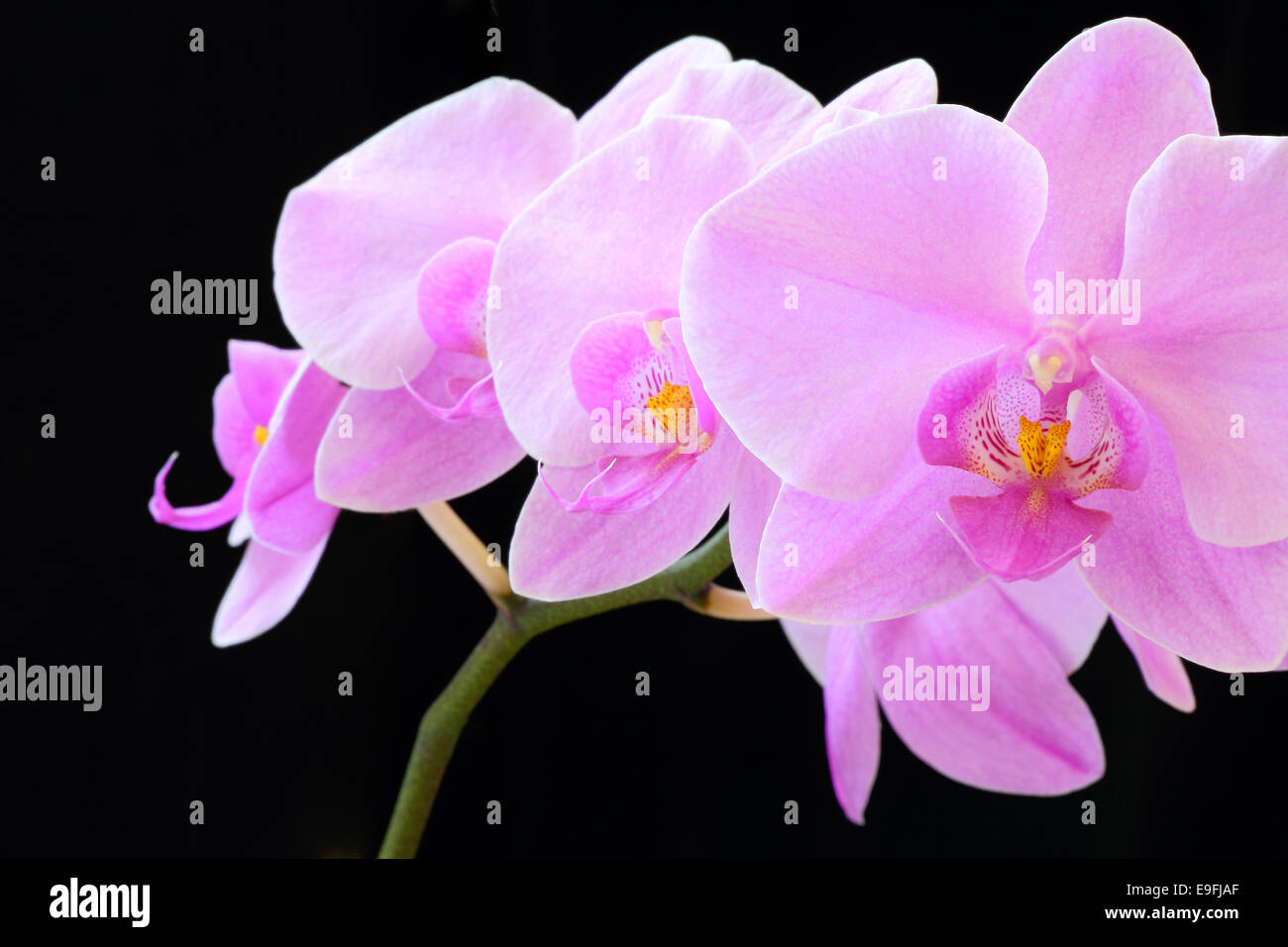 The beautiful orchid Stock Photo - Alamy