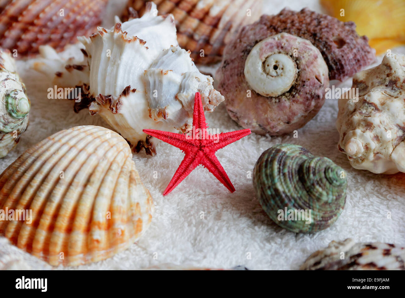 Image of seashells and starfish Stock Photo - Alamy