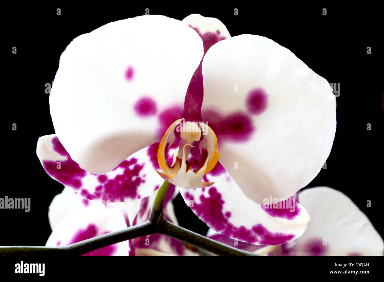 Most beautiful orchid hi-res stock photography and images - Alamy