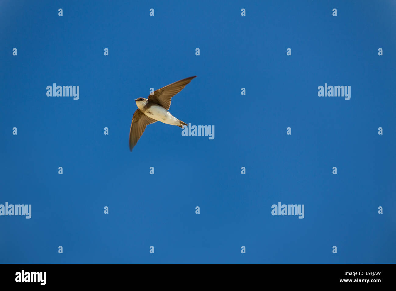 Flying bird from underneath crystal blue sky Stock Photo - Alamy