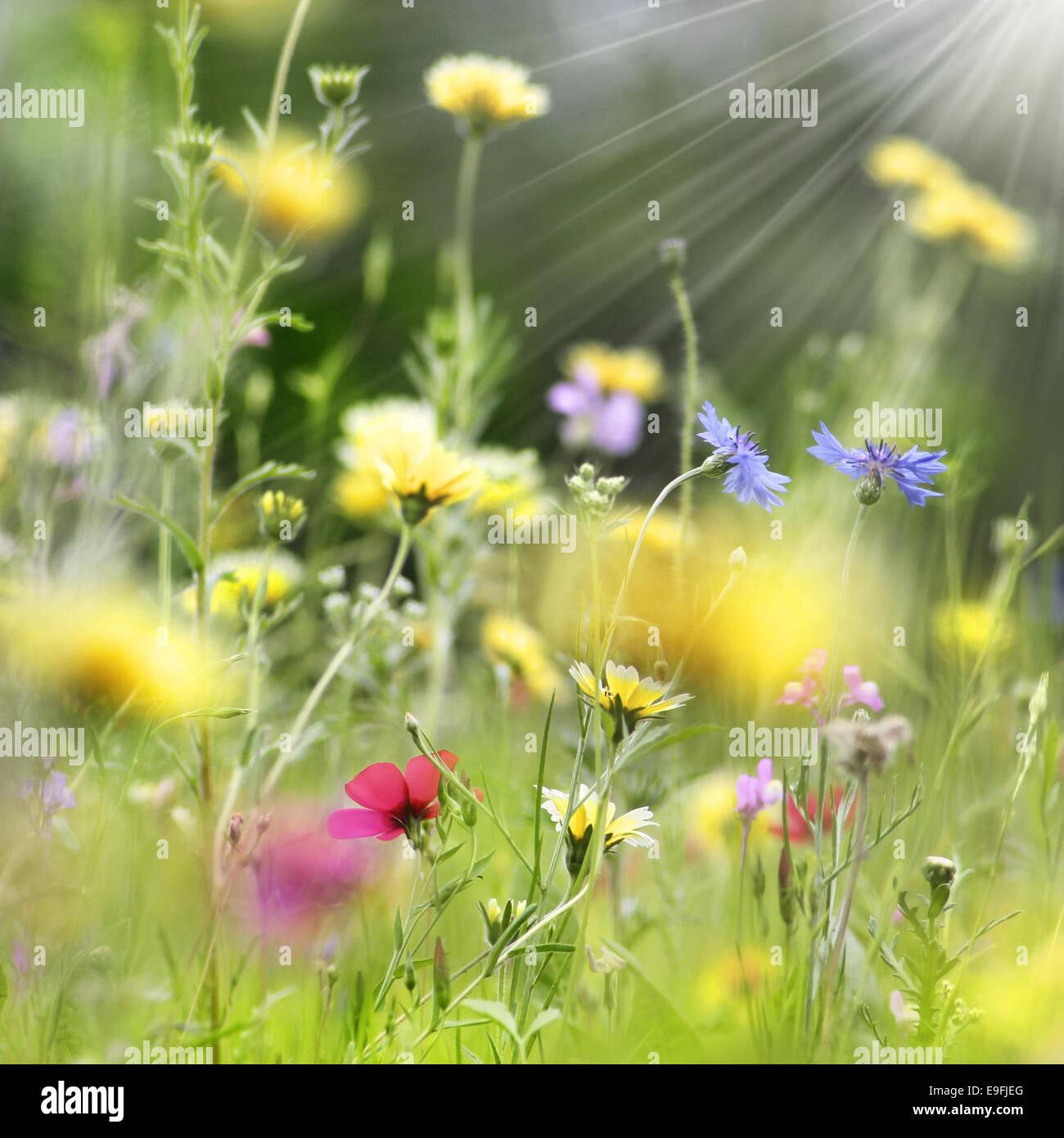 sunny summer meadow Stock Photo - Alamy