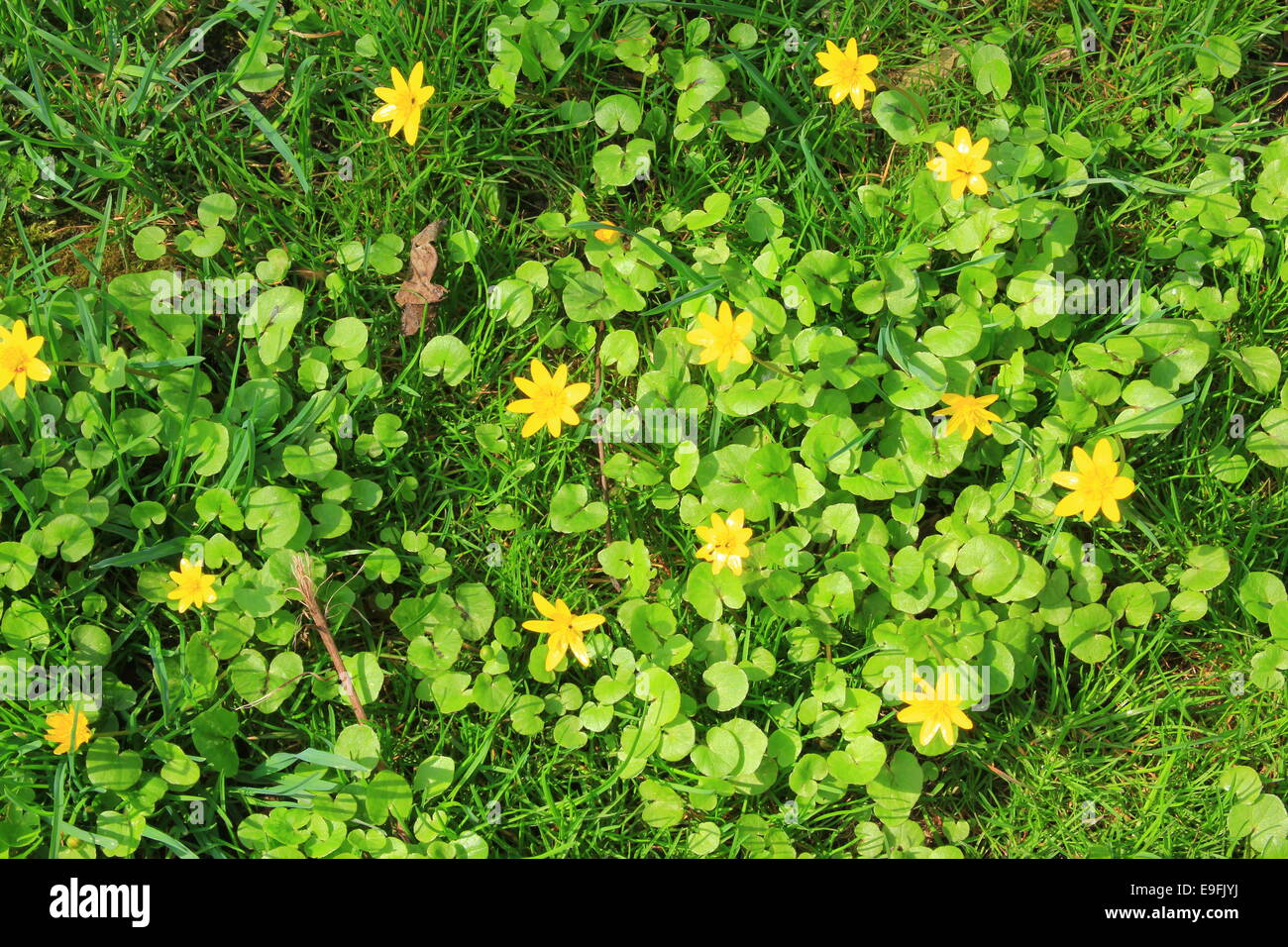Lesser Celandine (Ranunculus ficaria Stock Photo - Alamy
