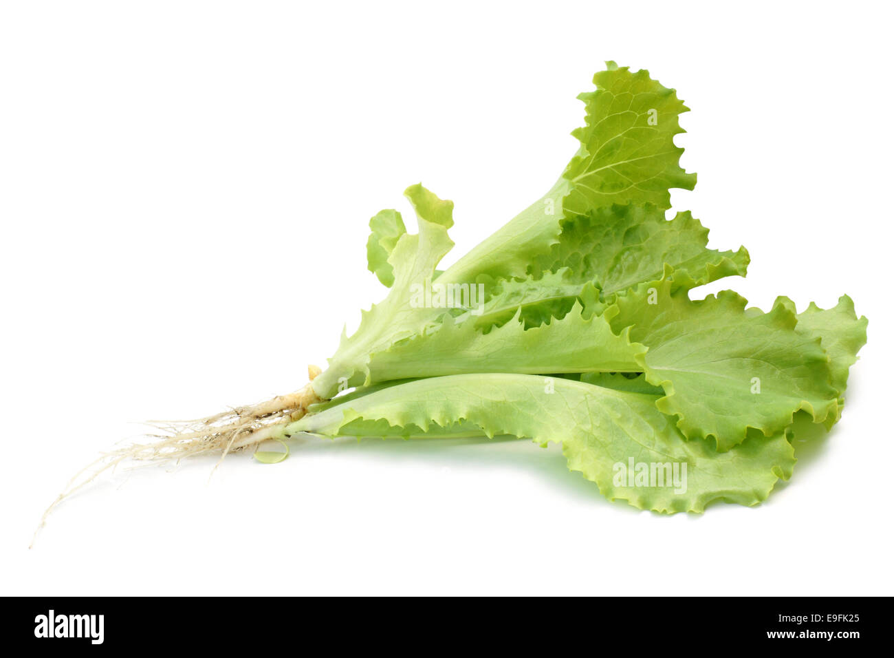Fresh lettuce hi-res stock photography and images - Alamy