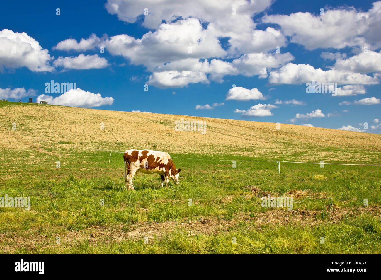 Single cow in green nature Stock Photo - Alamy