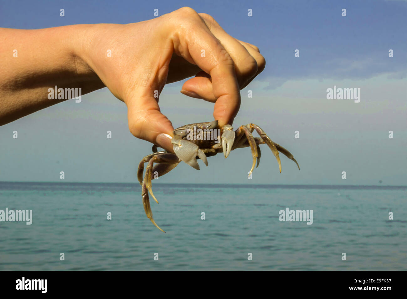 Small crab in the hand of a woman on sea background Stock Photo - Alamy