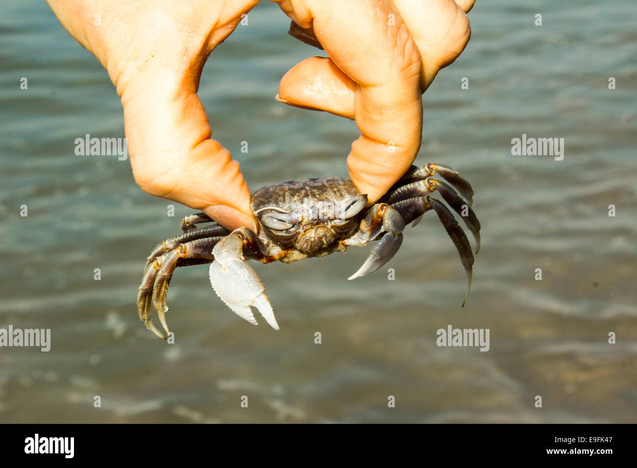 Small crab in the hand of a woman on sea background Stock Photo - Alamy