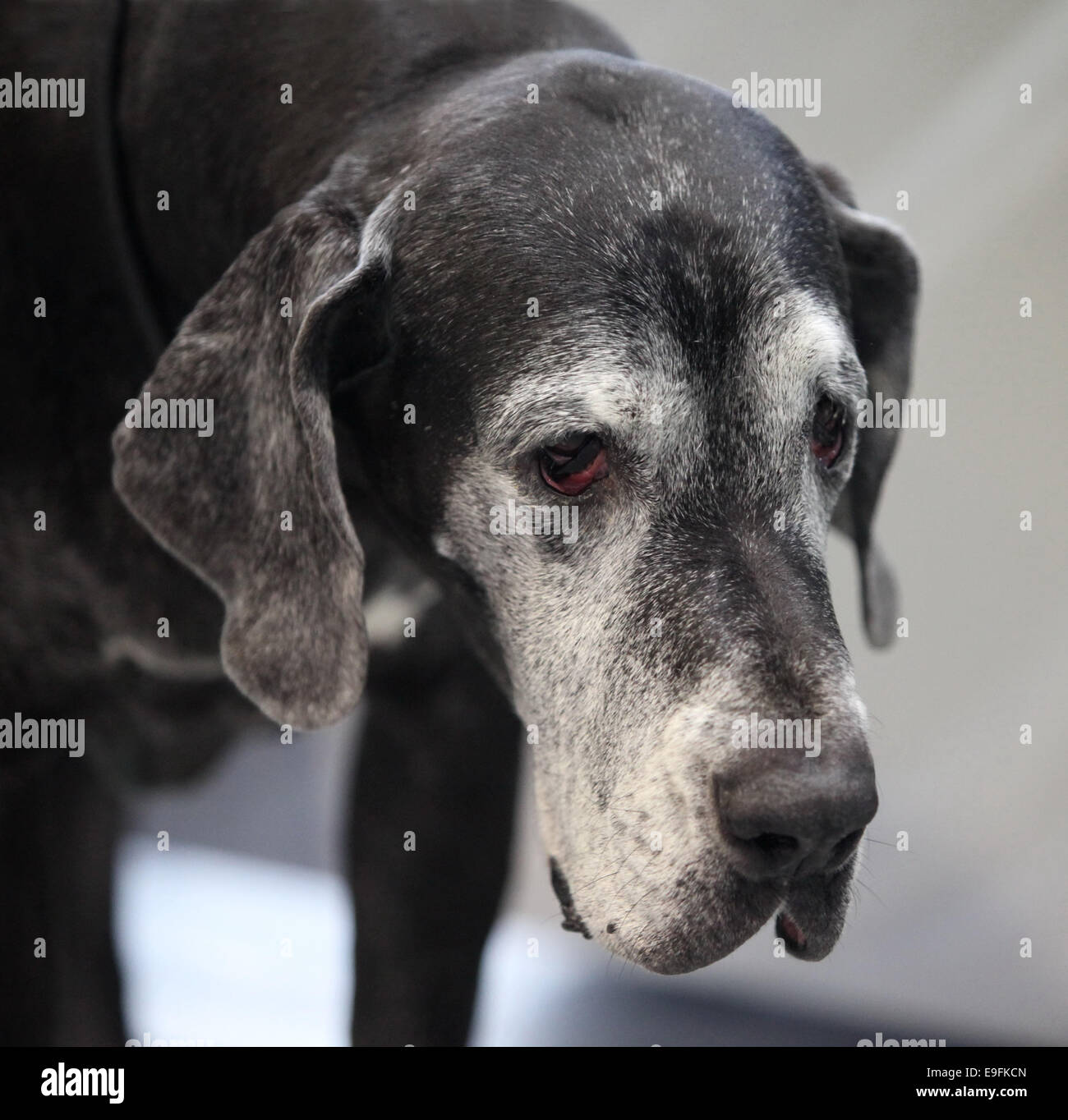 Old great dane hi-res stock photography and images - Alamy