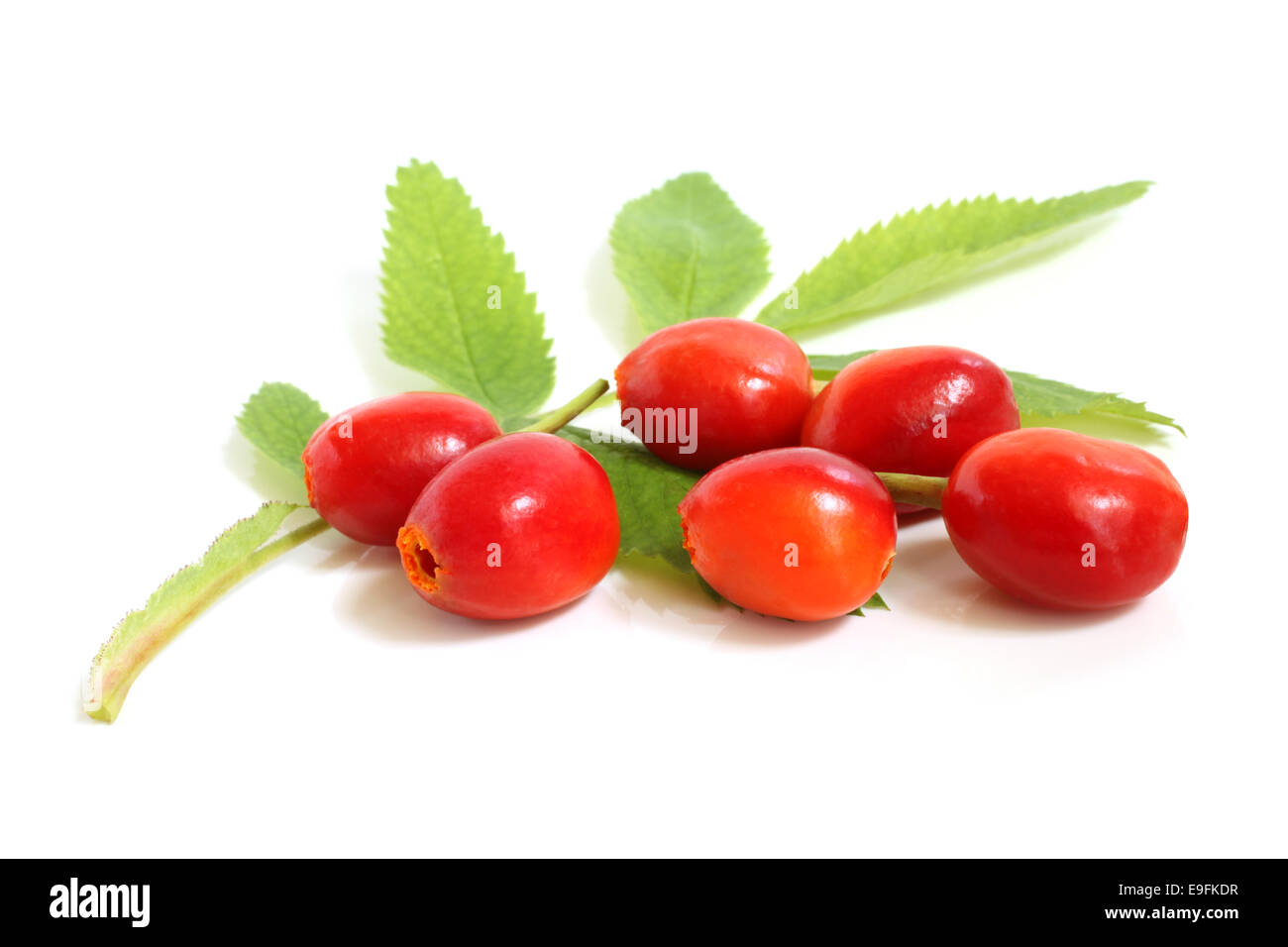 Beautiful red rose hips Cut Out Stock Images & Pictures - Alamy