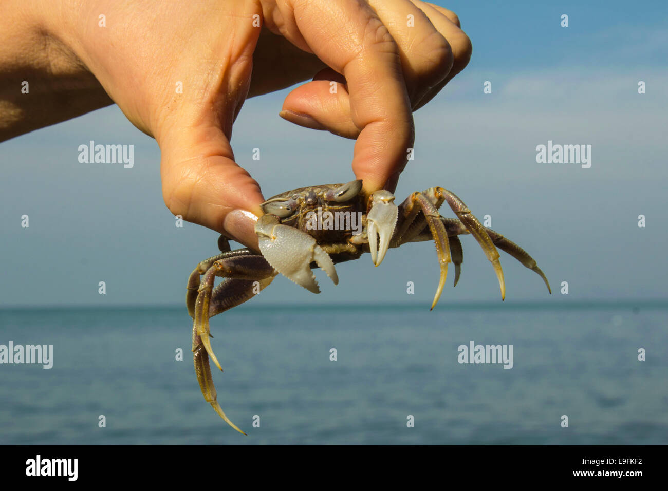 Small crab in the hand of a woman on sea background Stock Photo - Alamy