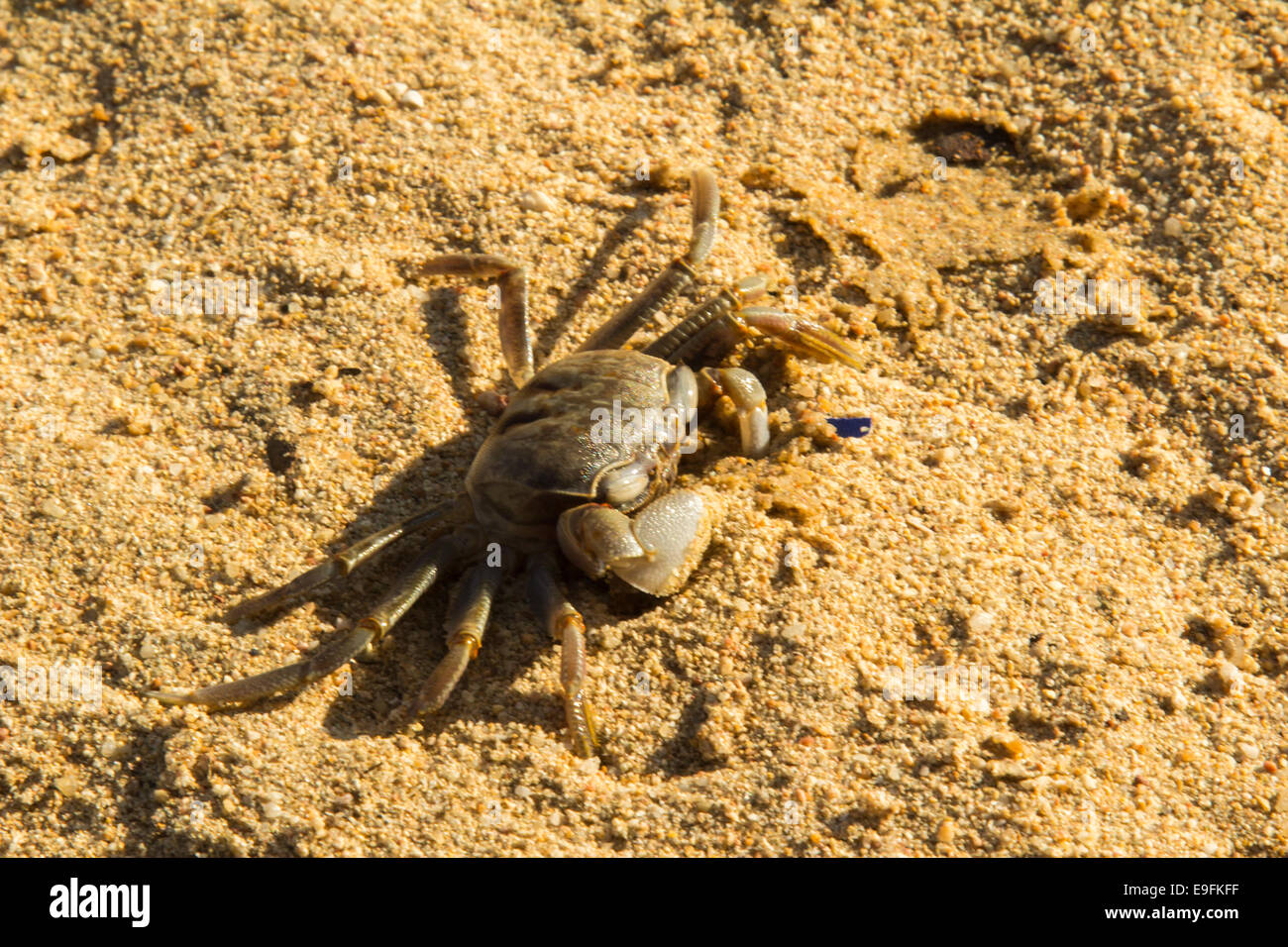 Small crab on the sand after the tide on the beach Stock Photo - Alamy