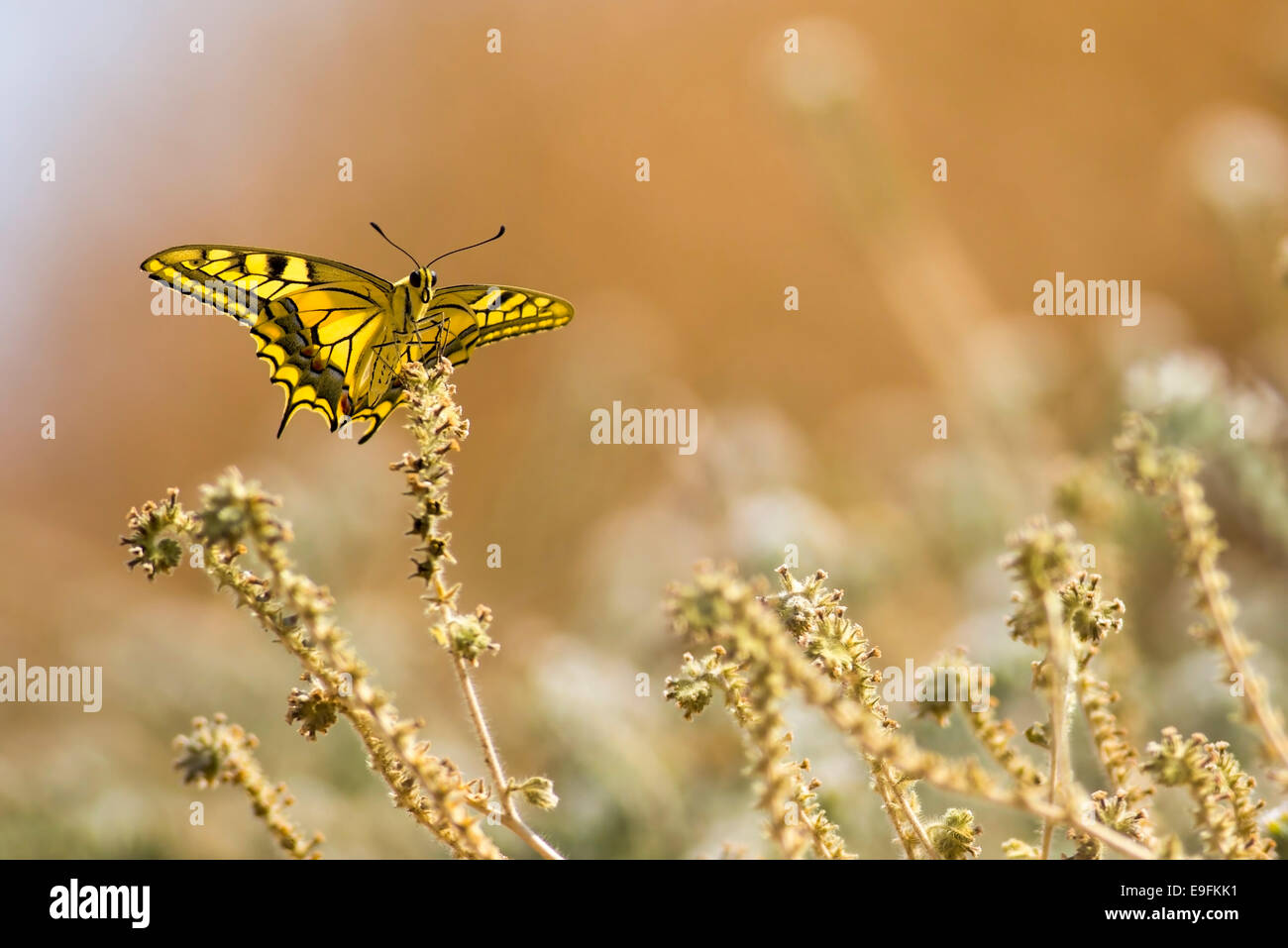 Common yellow swallowtail (Papilio machaon) butterfly seen from underneath, with its wings ...