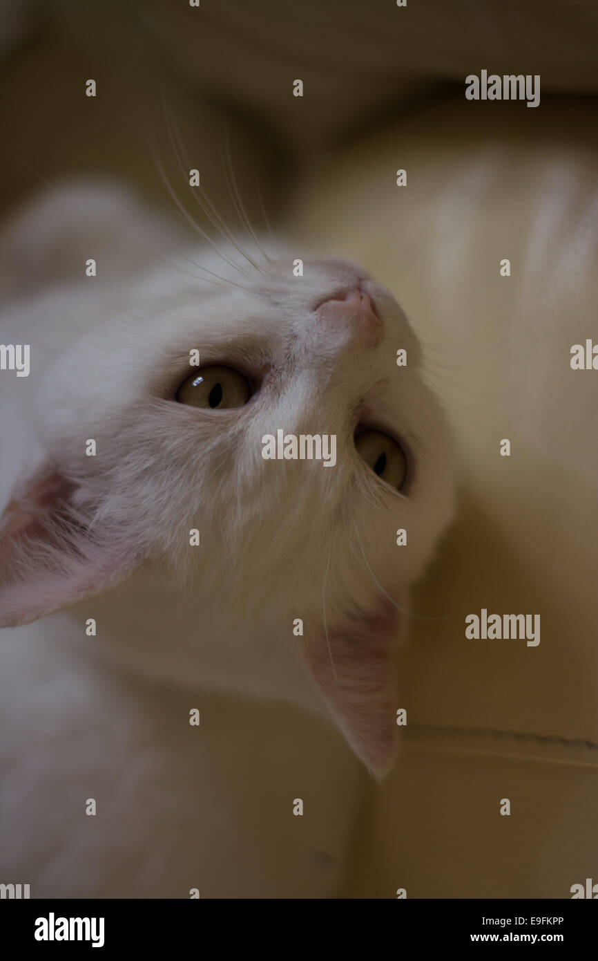 cat looking up Stock Photo - Alamy