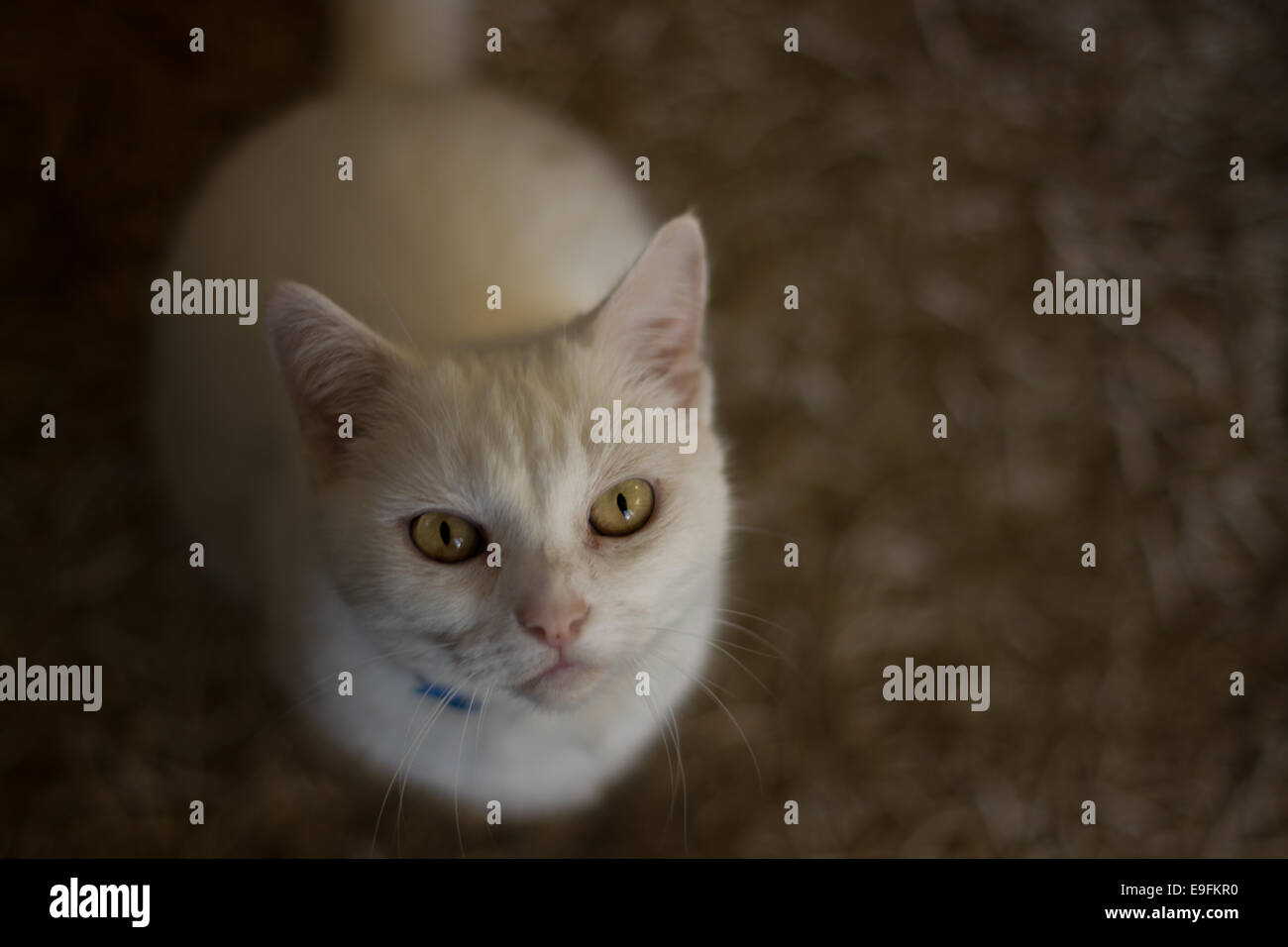 cat looking up at camera Stock Photo - Alamy