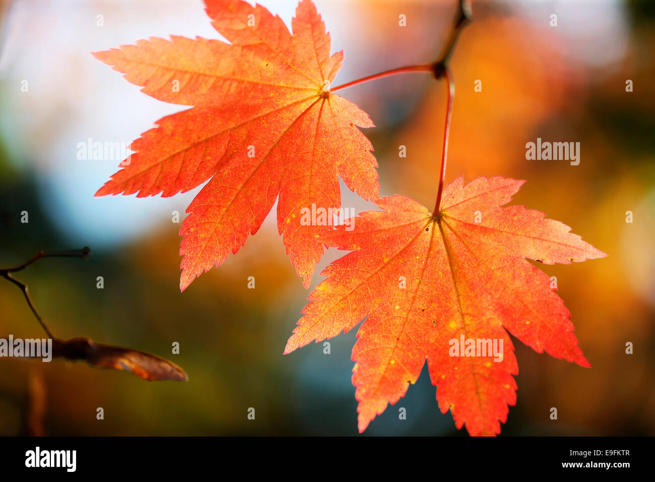 brilliant autumn colour of the changing maple leaf Jane Ann Butler ...