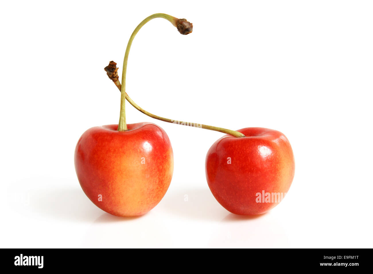 Bird eating cherries hi-res stock photography and images - Alamy